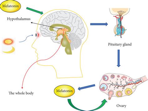 Melatonin Mt Secretory Pathways And Acting Organs In The Human Body