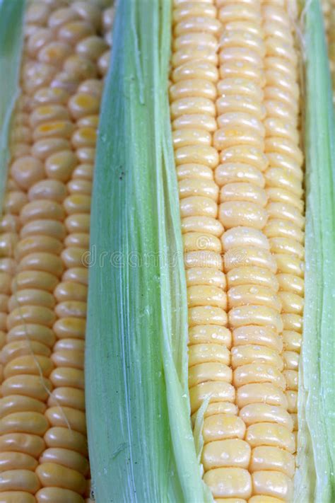 Corn 库存照片 图片 包括有 原始 庄稼 健康 可口 自然 颜色 工厂 绿色 夏天 32151114