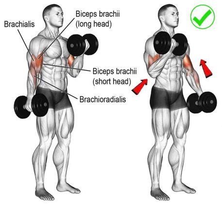 How To Neutral Angle Biceps Curl Routine Videos Guides