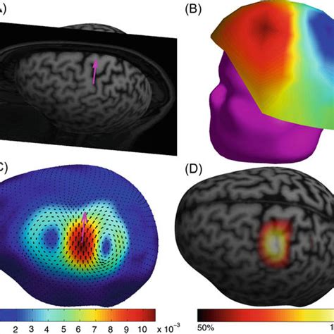 A A Simulated Point Like Current Dipole Shown On A Simulated