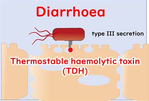 Vibrio Parahaemolyticus Introduction To Food Microbiology And Safety