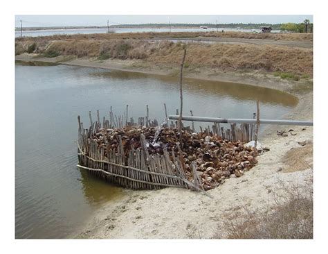 Kỹ thuật nuôi thương phẩm tôm thẻ chân compatibility mode PDF