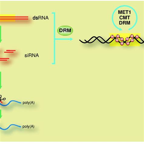 Rnai And Rna Directed Dna Methylation Rddm Are Both Triggered By