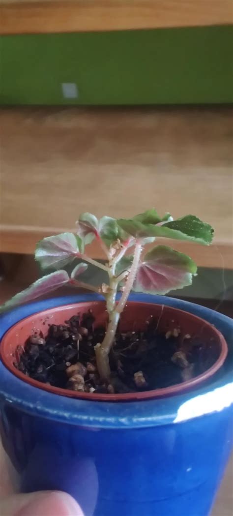 Need Help Identifing Begonia Rhouseplants