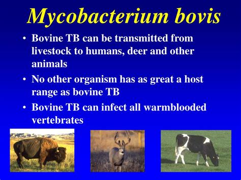Ppt Bovine Tuberculosis Powerpoint Presentation Id 85324