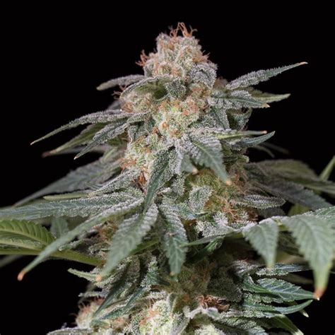 New Lemon Tree Fast Cannabis Seed Silent Seeds