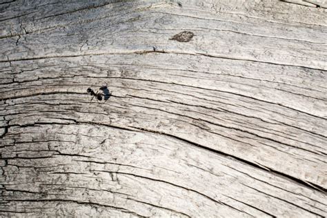 Dry Tree Trunk Close Up Copyright Free Photo By M Vorel Libreshot