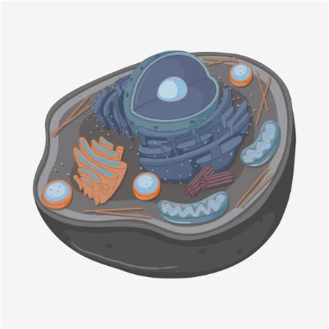 Cell Fractionation And Protein Trafficking Biolinkk