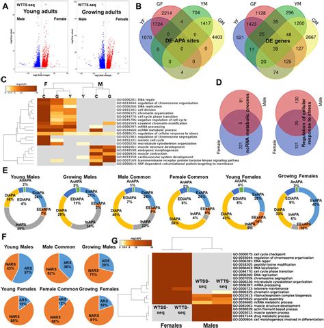 APA Differences In Sexual Dimorphism A Volcano Plots Of DE APA Download Scientific Diagram
