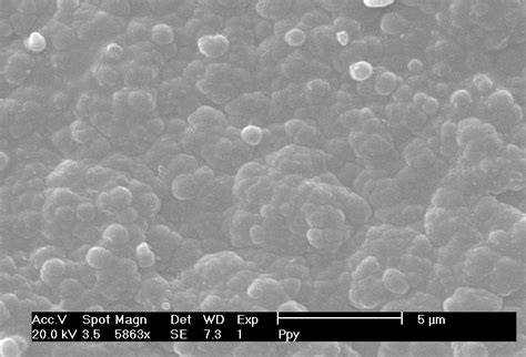 Sem Image Of Electrodeposited Polyprrole Thin Film Download Scientific Diagram