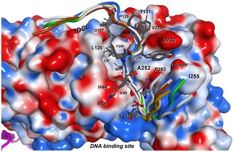 Aligment Of Best Scoring Models Of PCNA WSSV PIP Box Complex From