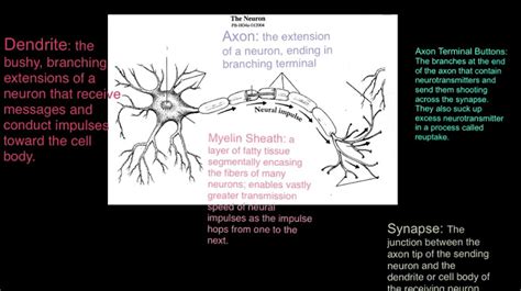 What Happens To Neurotransmitters After They Deliver Their Message To