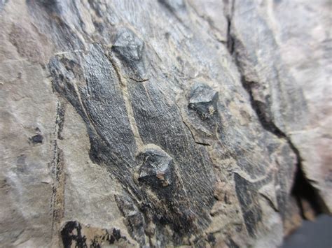 Fossil Tree Fern Bark Lepidodendron Carbonized Bark 3 D Etsy