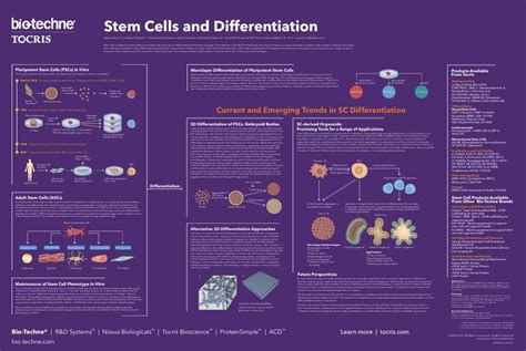 Stem Cells And Differentiation Poster Bio Techne