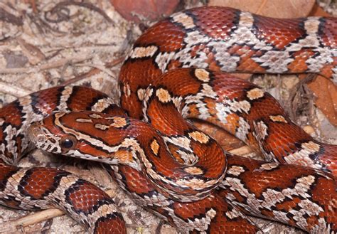 Red Cornsnake Florida Snake Id Guide