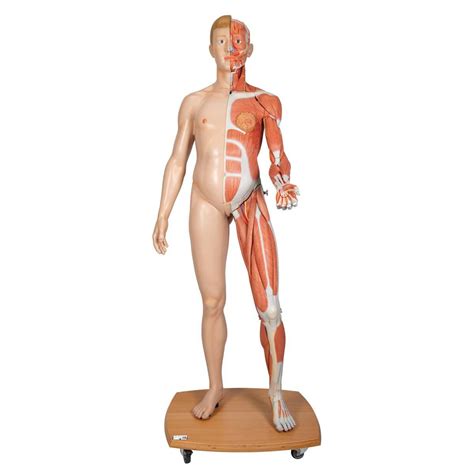 3b Scientific 3b Scientific Life Size Dual Sex Human Anatomy Figure