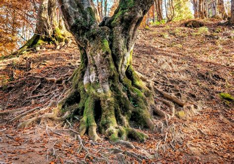 Premium Photo Old Tree Root System In The Forest