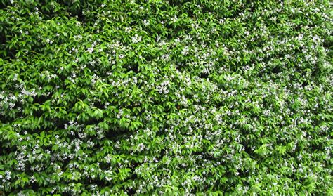 Front Yard Landscaping With Jasmine Using Ground Cover To Add Depth And Texture