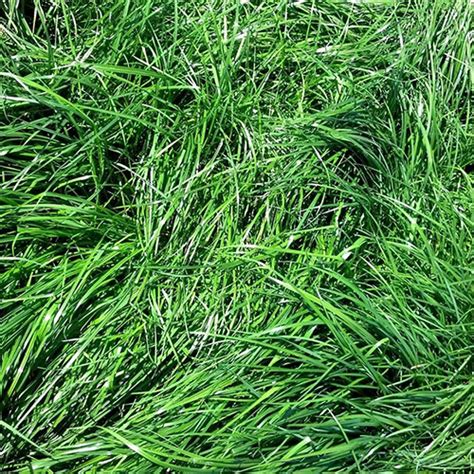 Intermediate Ryegrass Forage Go Seed
