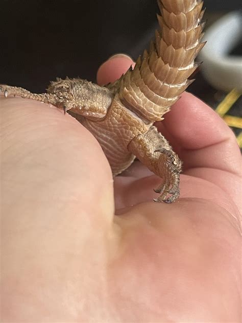 Does Anyone Know How To Sex Cordylus Tropidosternum Rlizards