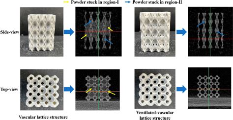 The Sectional Ct Scan View Of The Vascular Lattice Structures Download Scientific Diagram