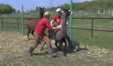 Волонтери під обстрілами врятували тварин із екопарку на Харківщині ВІДЕО