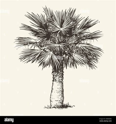 Palm Tree Trunk Drawing