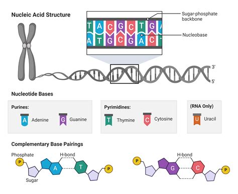Building Blocks Of Dna