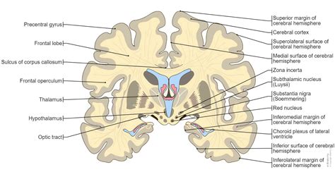 35 Brain Labeled Diagram Pashakieran