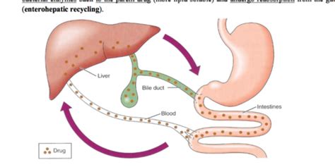 Pharmacokinetics 4 Excretion Flashcards Quizlet