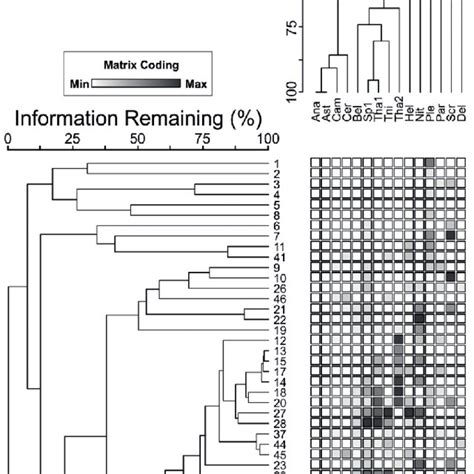 Dendrogram Derived From Two Way Cluster Analysis Of The Phytoplankton Download Scientific