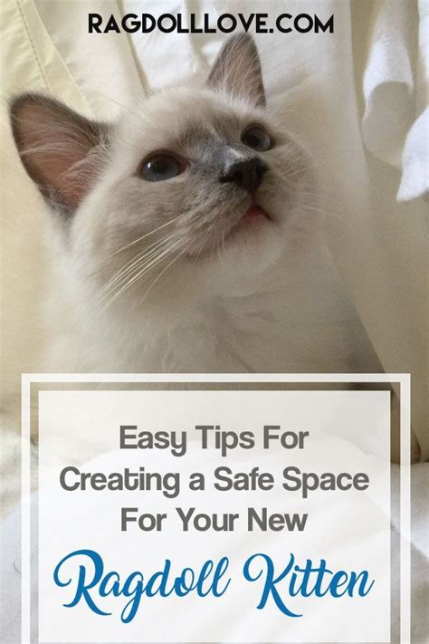 Guide To Creating A Safe Space For Your Ragdoll Kitten Ragdoll Kitten