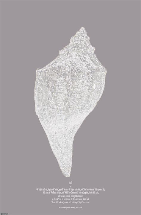 Shell Digital Art By Robert Williams Fine Art America