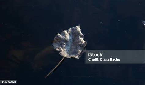 밝은 단풍 클로즈업 매크로 사진 가을 빨간색과 주황색 잎 0명에 대한 스톡 사진 및 기타 이미지 0명 10월 9월 Istock