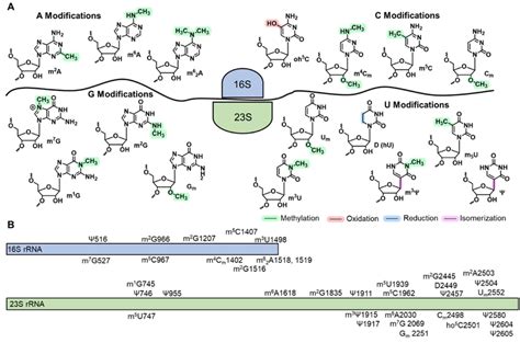 A Structures And B Locations Of The Established Rna Modifications
