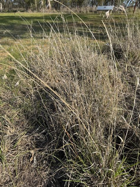 Themeda Triandra Revegetation Guide