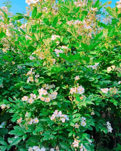 今日の ノバラ 日に日に花数が増えていきます数も Tumbex