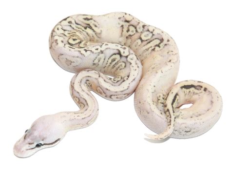 Fuck Yeah Ball Python Morphs Photo