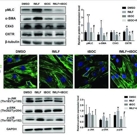 Fpr1 Activation Promoted Expression Of Contractile Proteins And Mapks