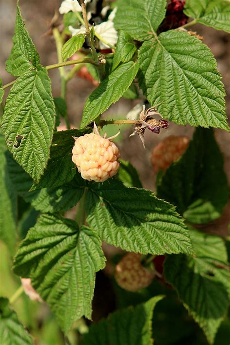Anne Raspberry Rubus Idaeus Anne In Inver Grove Heights Minnesota