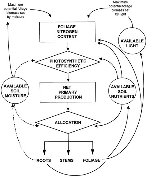 A Diagrammatic Representation Of The Structure And Function Of The