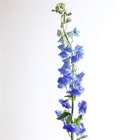 Blue Hybrid Delphinium Kittelberger Wholesale Florist Webster And Rochester Blue Hybrid Delphinium Kittelberger Wholesale Florist Webster And Rochester
