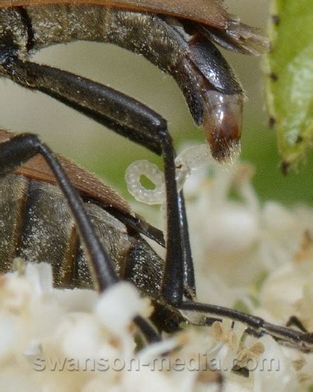 Flower Longhorns Mating Brachyleptura Rubrica BugGuide Net