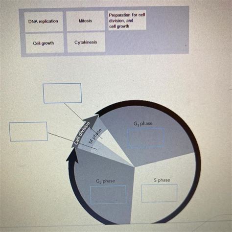 Free Brainliest And 20 Points Look At The Diagram Of The Cell Cycle
