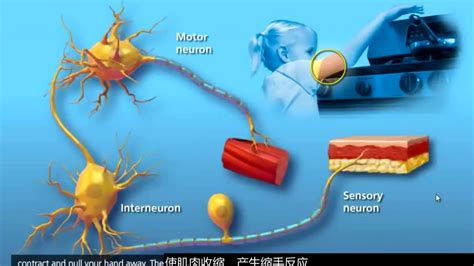 反射弧的动画 腾讯视频