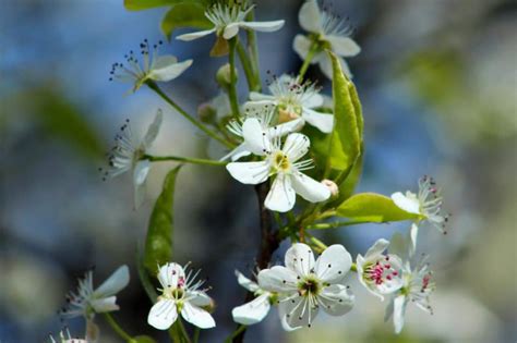 Pear Rust Tips On Identification And Control