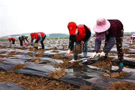 广西武宣志愿服务助春耕 人民图片网
