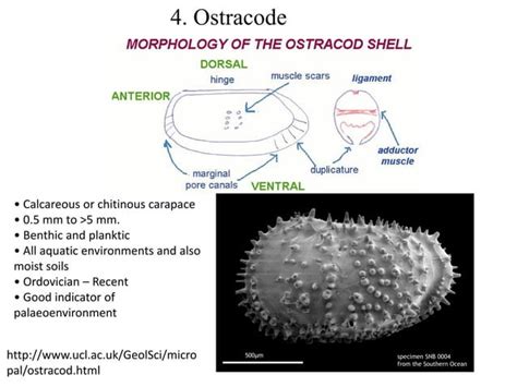 Microfossils And Their Applications In Petroleum Industry Pdf Geography Science Microfossils And Their Applications In Petroleum Industry Pdf Geography Science