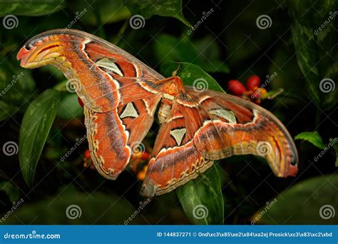 Big Butterfly In The Dark Forest Beautiful Big Butterfly Giant Atlas