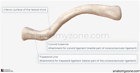 Parts Of Clavicle Anatomy At Elaine Boehme Blog